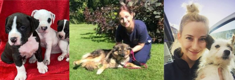 Croydon dog warden wins RSPCA award for fifth year in a row - Newsroom